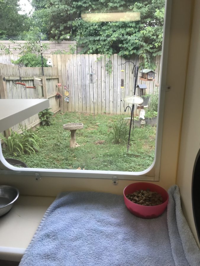 A cat’s view – Almost Home