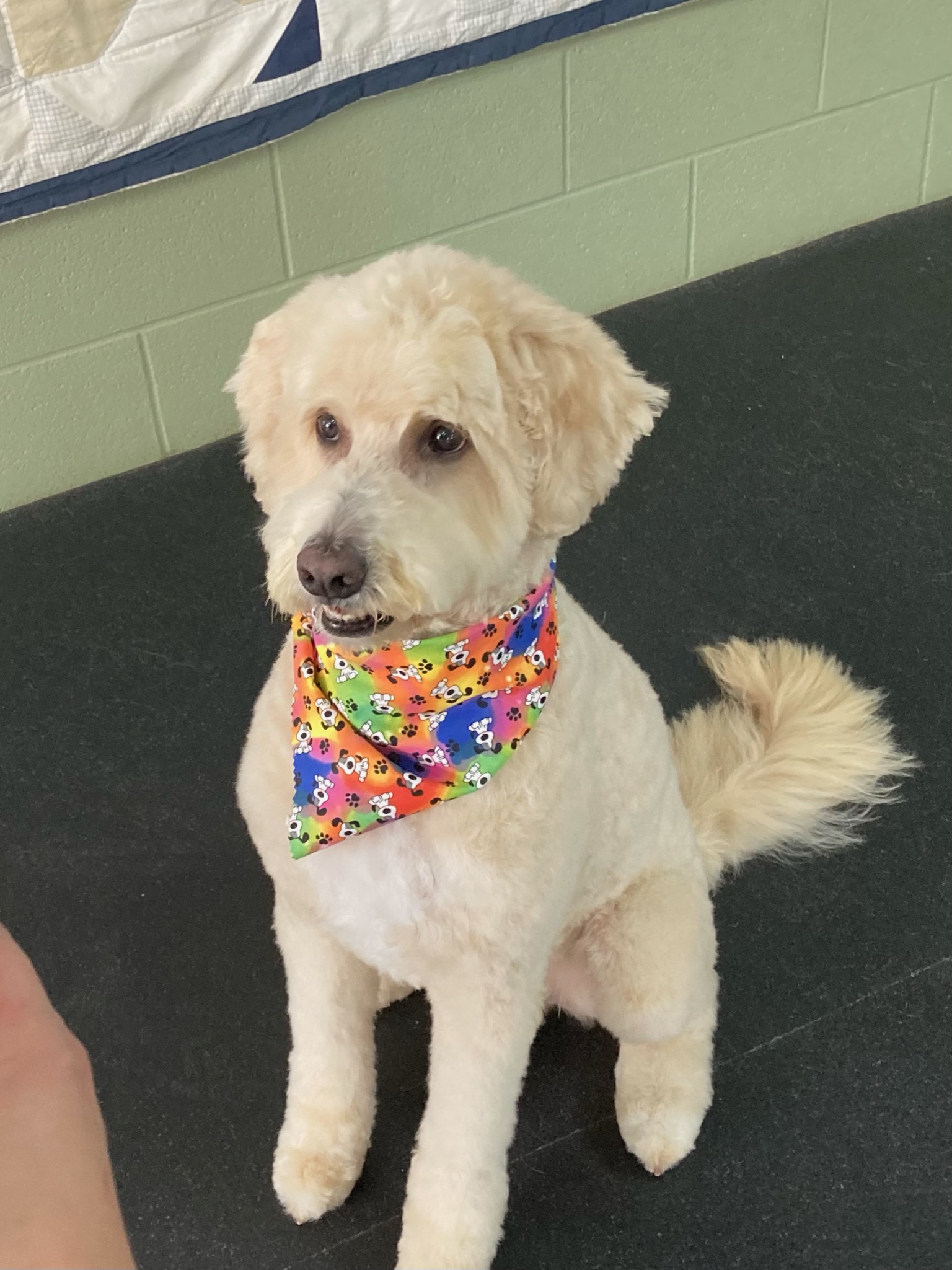 Grooming – Almost Home