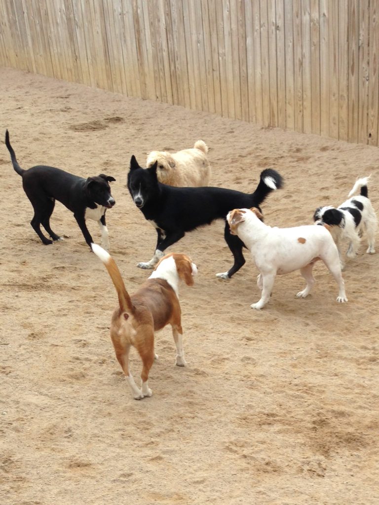 Dog Day Out – Almost Home